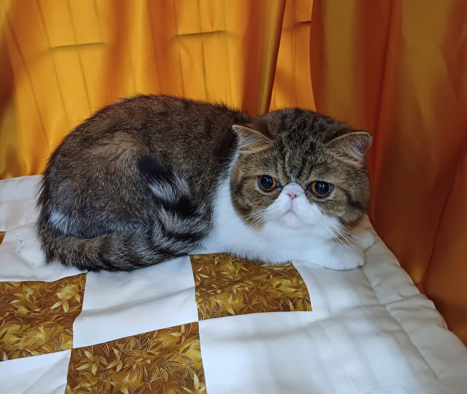 Årets HÄK-katt 2024 – Hälsingekatten